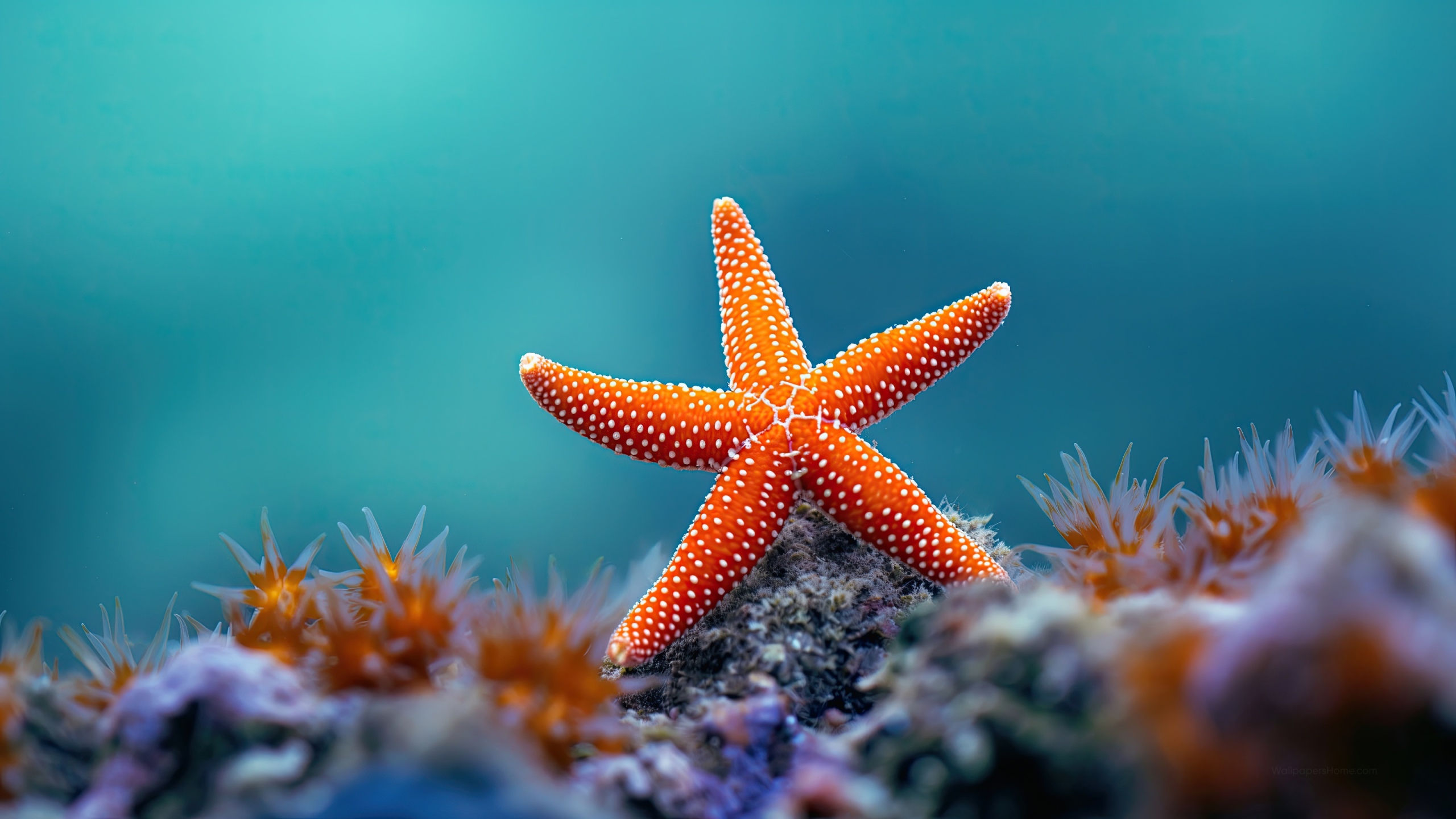 Fromia Monilis Wallpaper 4k Underwater Ocean