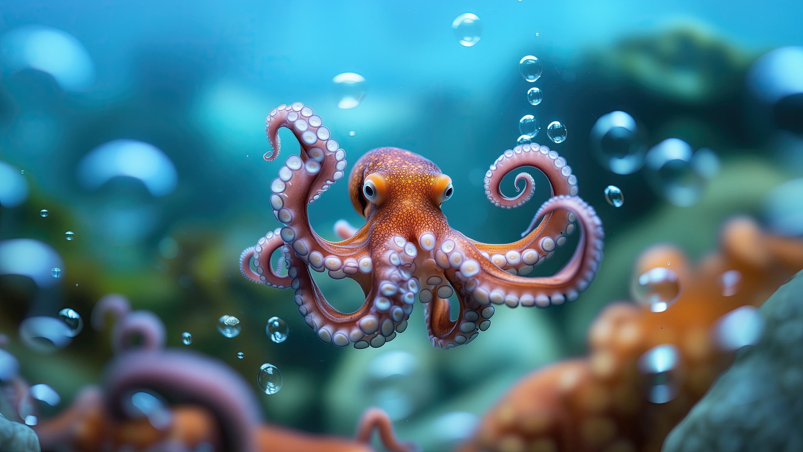 Octopus Wallpaper 4K - Sea creatures, Ocean biodiversity